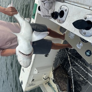 Old Inlet Bait & Tackle: Pictures